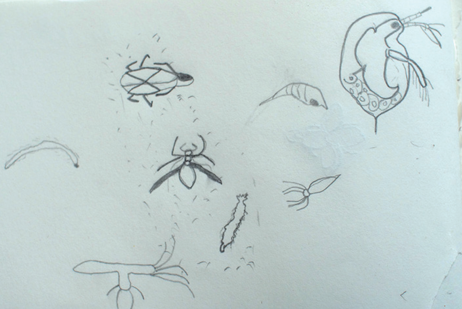 Hafenbiotop Peutegrund – Insekten und Wassertiere – HYPER CULTURAL ...