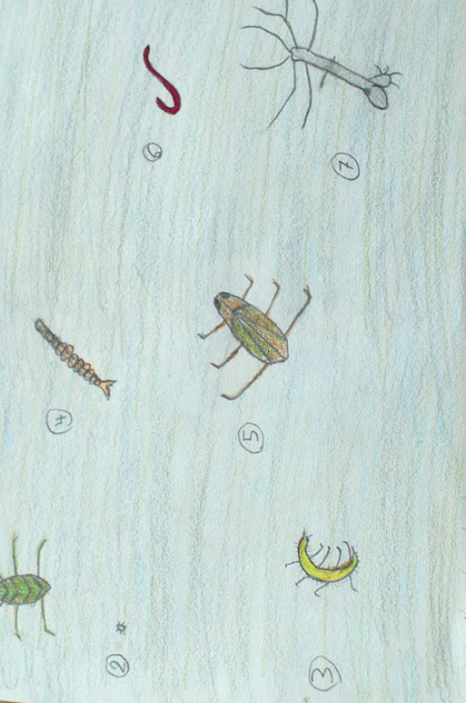 Hafenbiotop Peutegrund – Insekten und Wassertiere – HYPER CULTURAL ...